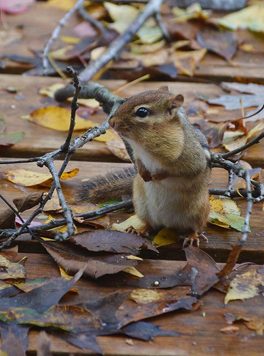 Standing Chipmunk - NatureBabe Photos - Photography, Animals, Birds ...