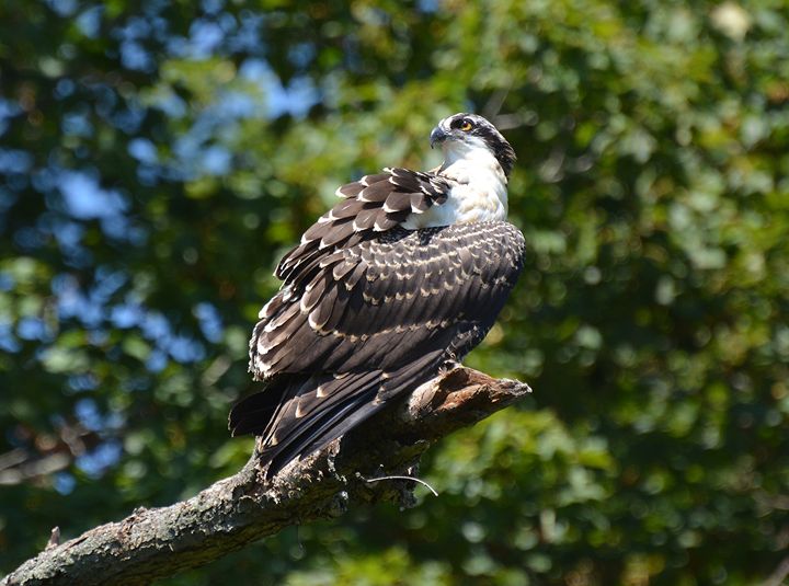 Juvenile Osprey - NatureBabe Photos - Photography, Animals, Birds ...