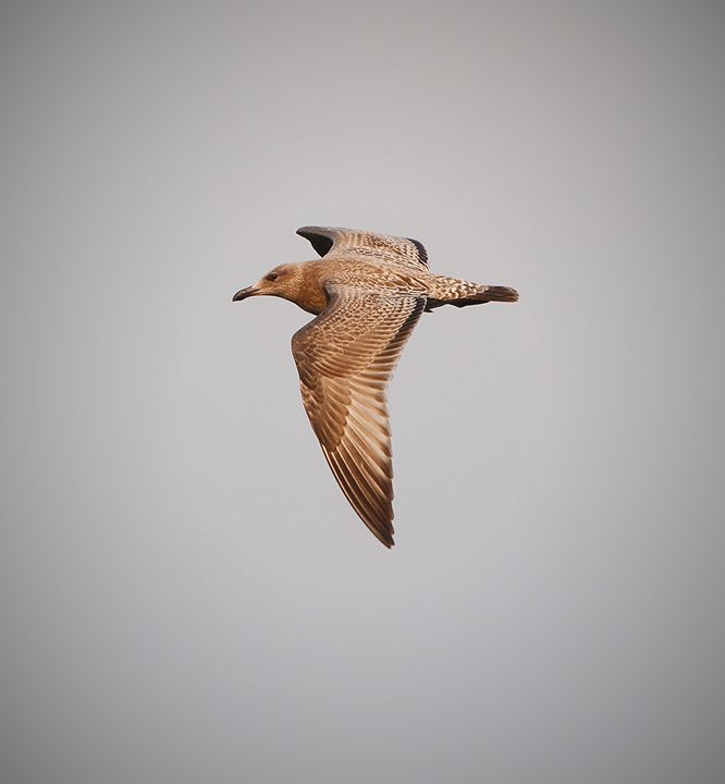 Sunset Gull - NatureBabe Photos - Photography, Animals, Birds, & Fish ...
