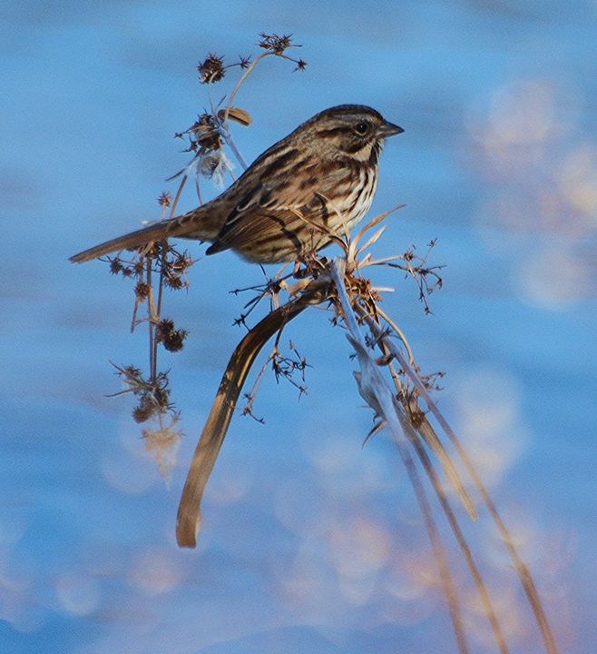 Song Sparrow and Blue Sky - NatureBabe Photos - Photography, Animals ...