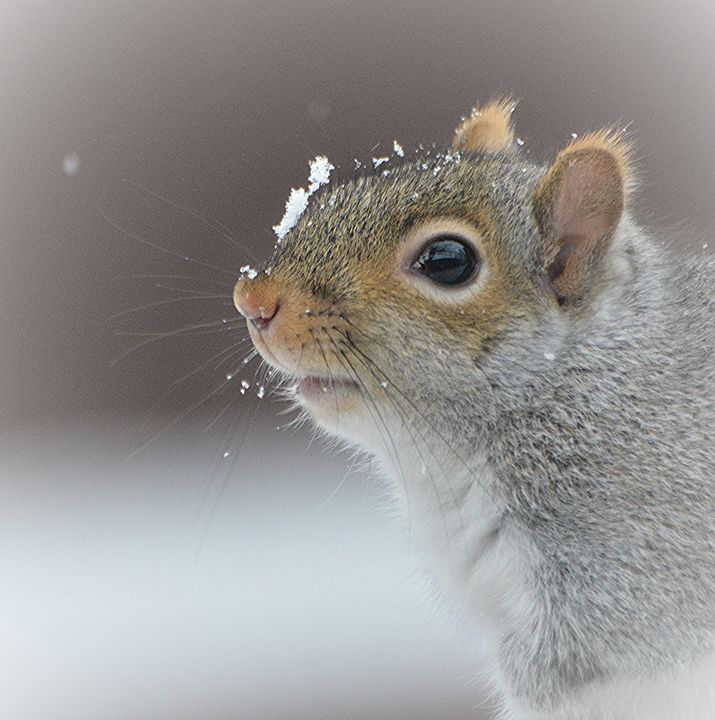 Catching Snowflakes - NatureBabe Photos - Photography, Animals, Birds ...