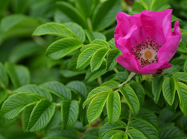 Beach Rose in Maine - NatureBabe Photos - Photography, Flowers, Plants ...