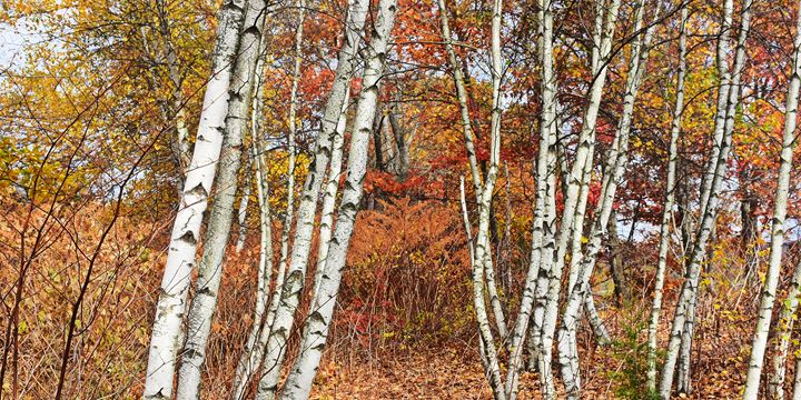 Birch Trees in Autumn - NatureBabe Photos - Photography, Landscapes ...