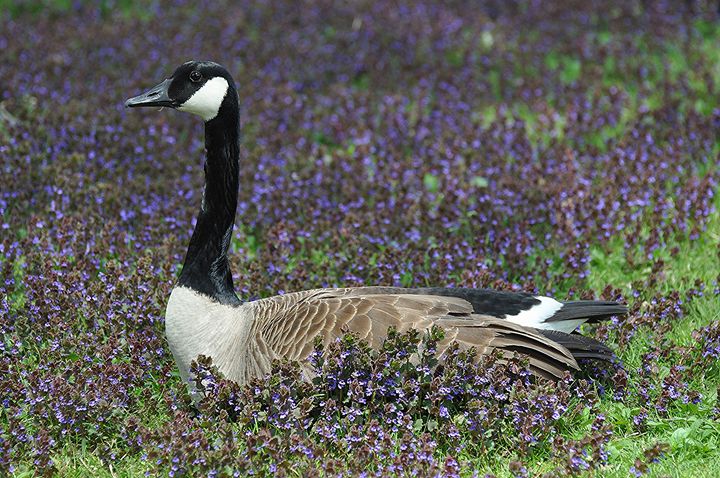 Mother Goose - NatureBabe Photos - Photography, Animals, Birds, & Fish ...
