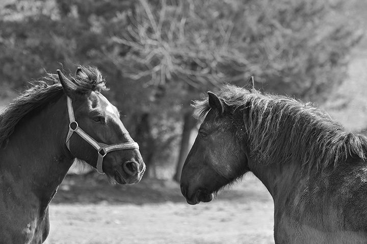 Two Horses Stare Each Other Down - NatureBabe Photos - Photography ...