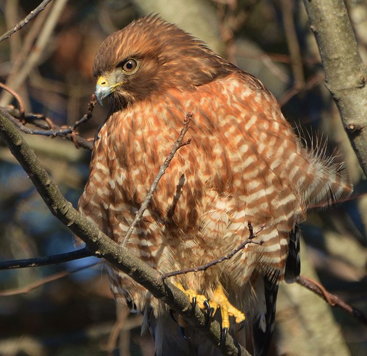Red-shouldered Hawk in Oak Tree - NatureBabe Photos - Photography ...
