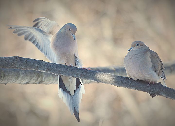 Dove Pair - NatureBabe Photos - Photography, Animals, Birds, & Fish ...