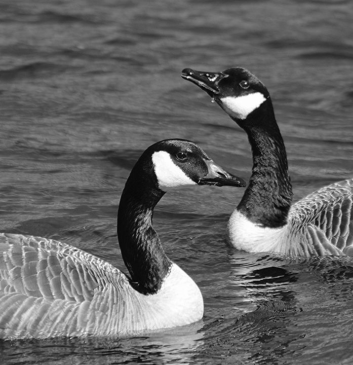 Canada Geese in Black & White - NatureBabe Photos - Photography ...