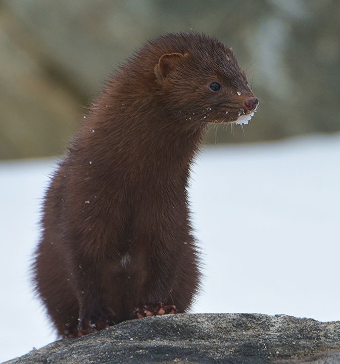 American Mink - NatureBabe Photos - Photography, Animals, Birds, & Fish ...