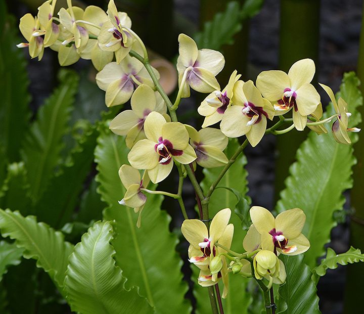 Yellow Orchids - NatureBabe Photos - Photography, Flowers, Plants ...