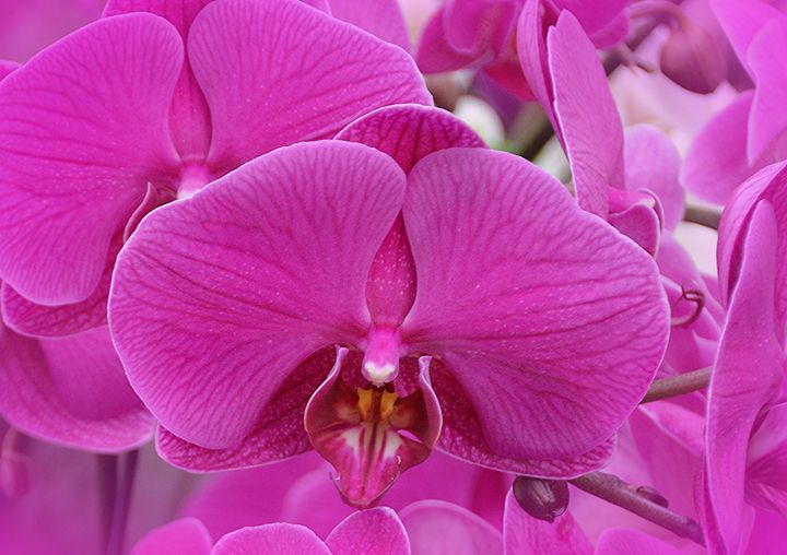 Vibrant and Bold Orchids - NatureBabe Photos - Photography, Flowers ...