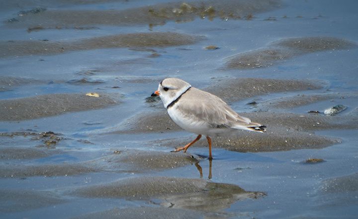 Piping Plover at the Shore - NatureBabe Photos - Photography, Animals ...
