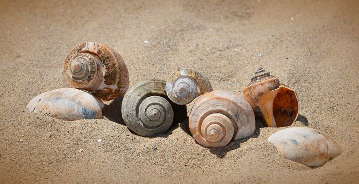 Shoreline Shells - NatureBabe Photos - Photography, Landscapes & Nature ...