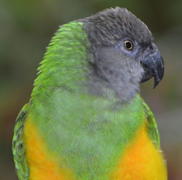 Senegal Parrot - NatureBabe Photos - Photography, Animals, Birds ...