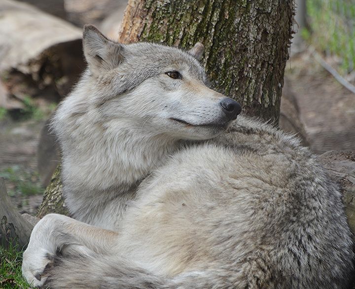 Resting Wolf - NatureBabe Photos - Photography, Animals, Birds, & Fish ...