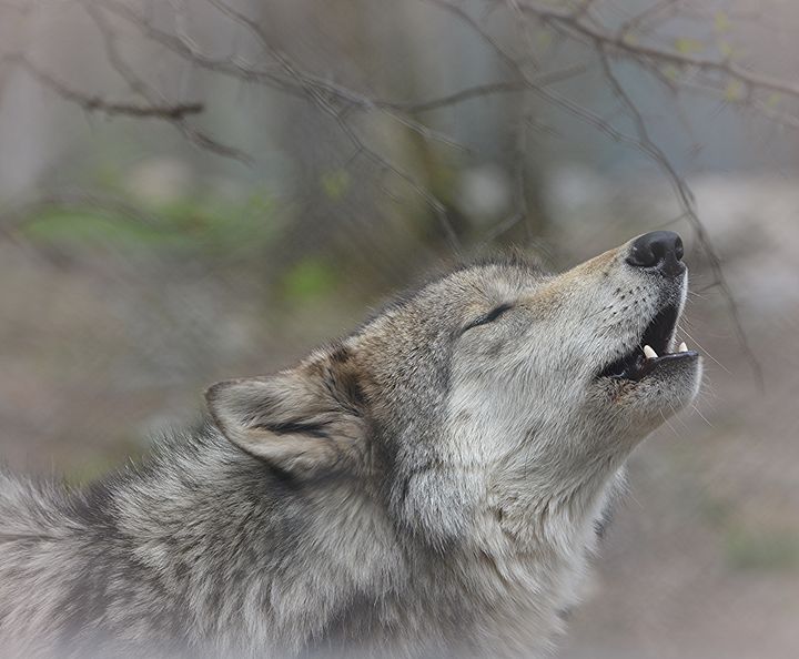Howling Wolf - NatureBabe Photos - Photography, Animals, Birds, & Fish ...
