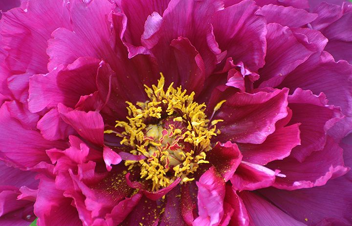 Bloom Zoom - NatureBabe Photos - Photography, Flowers, Plants, & Trees ...