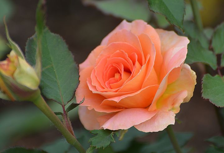 Perfect Peach Rose - NatureBabe Photos - Photography, Flowers, Plants ...