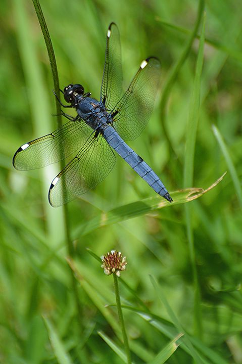 Spangled Skimmer - NatureBabe Photos - Photography, Animals, Birds ...