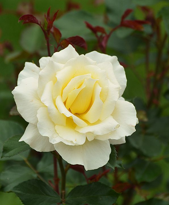 Ivory Colored Rose - NatureBabe Photos - Photography, Flowers, Plants ...