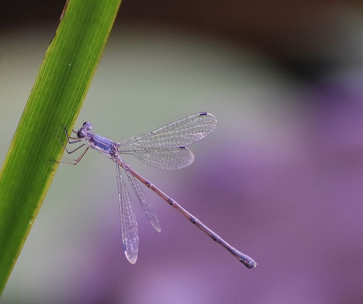 Purple Damselfly - NatureBabe Photos - Photography, Animals, Birds, & Fish, Bugs & Insects ...