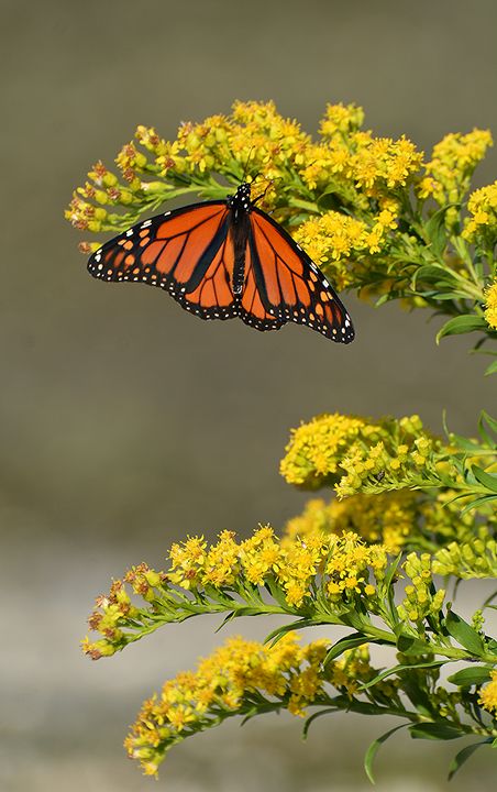 September Monarch - NatureBabe Photos - Photography, Animals, Birds ...