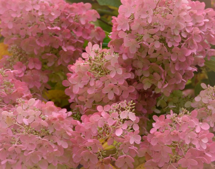 Hydrangea in Fall - NatureBabe Photos - Photography, Flowers, Plants ...