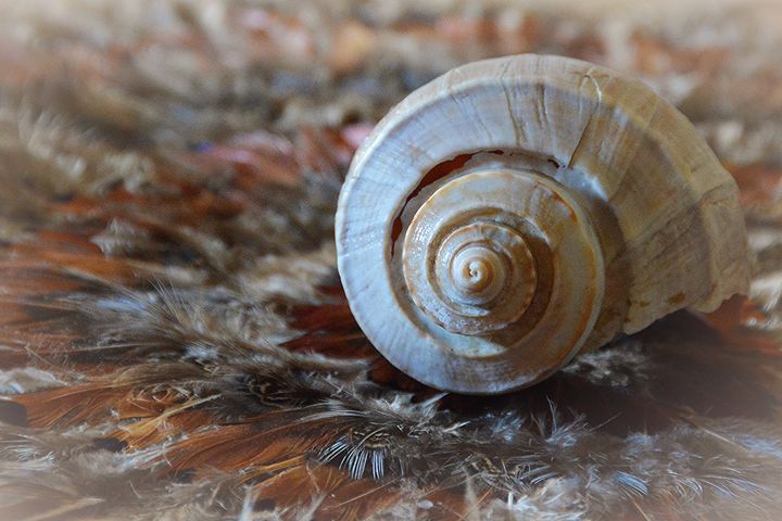 One Lone Shell - NatureBabe Photos - Photography, Still Life, Shells ...