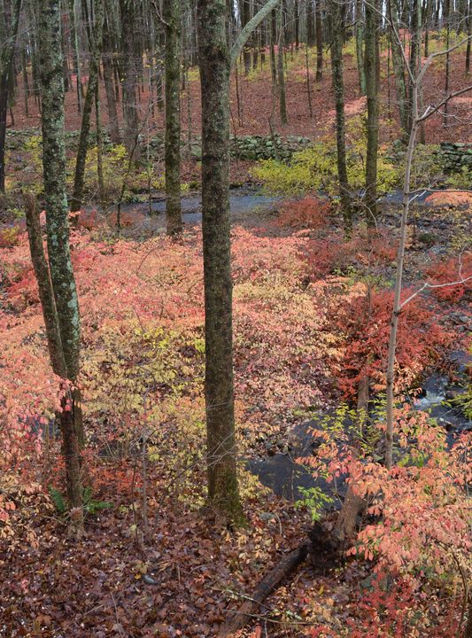 Late Fall Colors - NatureBabe Photos - Photography, Landscapes & Nature ...