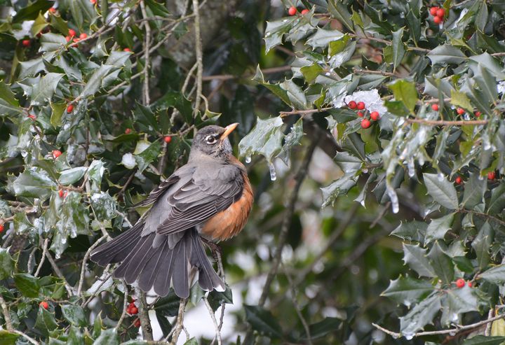 Robin in Winter - NatureBabe Photos - Photography, Animals, Birds ...