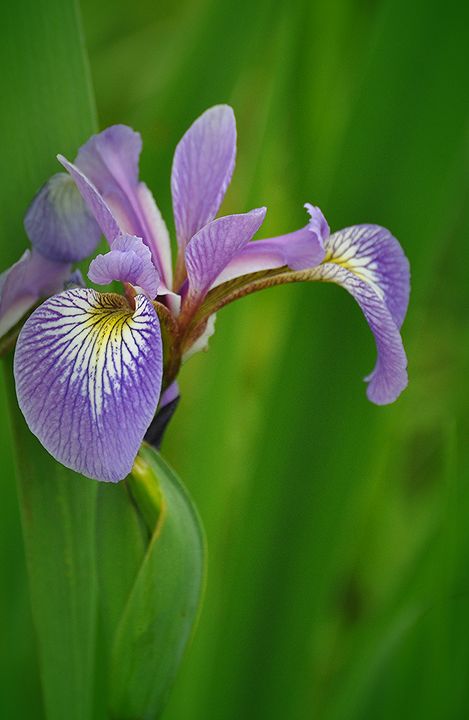 Iris in Downeast Maine - NatureBabe Photos - Photography, Flowers ...