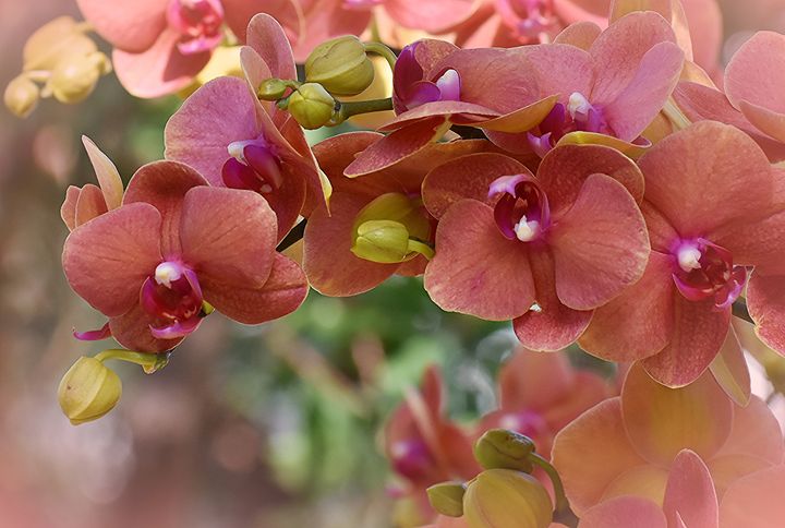 Orchid Spray - NatureBabe Photos - Photography, Flowers, Plants ...