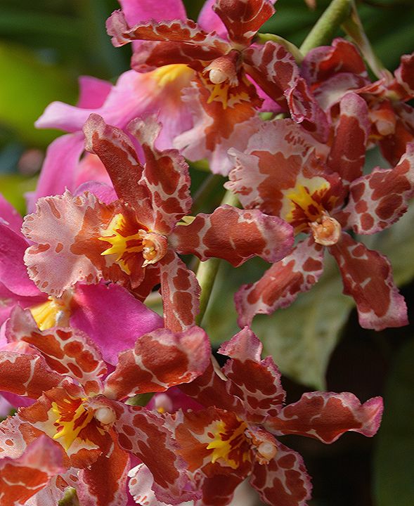 Tropical Orchids - NatureBabe Photos - Photography, Flowers, Plants ...