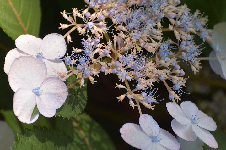 Lacecap Hydrangea - NatureBabe Photos - Photography, Flowers, Plants ...