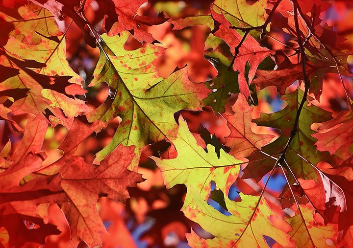 Vivid October Oak Colors - NatureBabe Photos - Photography, Flowers ...