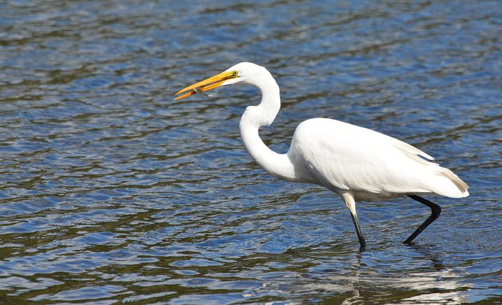 Egret at Lake Waramaug - NatureBabe Photos - Photography, Animals ...