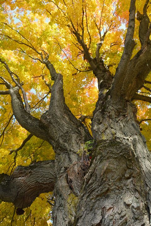 Tulip Tree in Fall - NatureBabe Photos - Photography, Flowers, Plants ...