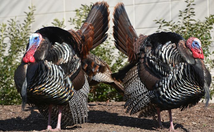 Turkey Twins - NatureBabe Photos - Photography, Animals, Birds, & Fish ...