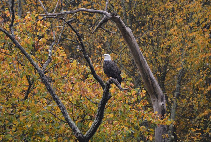 Bald Eagle in Autumn - NatureBabe Photos - Photography, Animals, Birds ...
