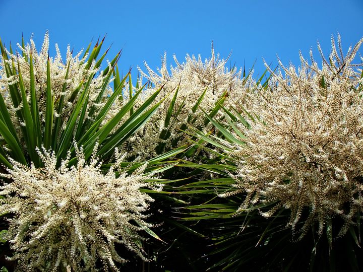 Flower 9 - Anetart Aneta Srodon - Photography, Flowers, Plants, & Trees ...