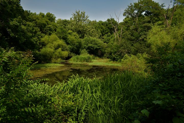 Dense and Lush - Land-Escapes - Photography, Landscapes & Nature, Lakes ...