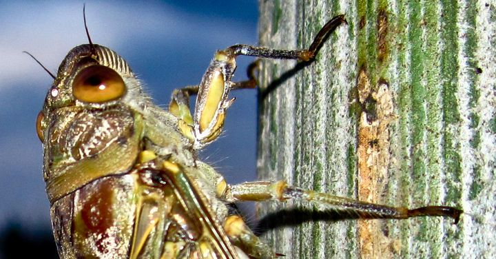 Cicada Close Up - John Williams - Photography, Animals, Birds, & Fish ...