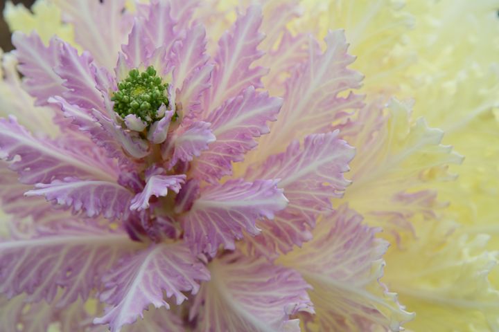 Flower #18 - Ngtimages - Photography, Flowers, Plants, & Trees, Flowers ...