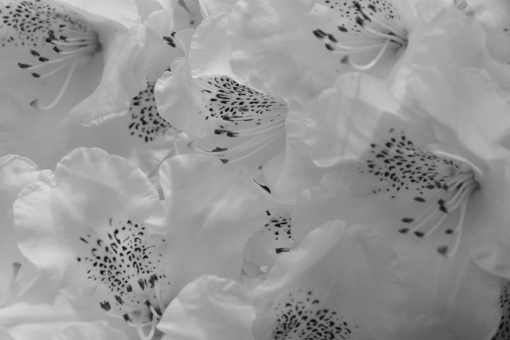 Flower #24 - Ngtimages - Photography, Flowers, Plants, & Trees, Flowers ...