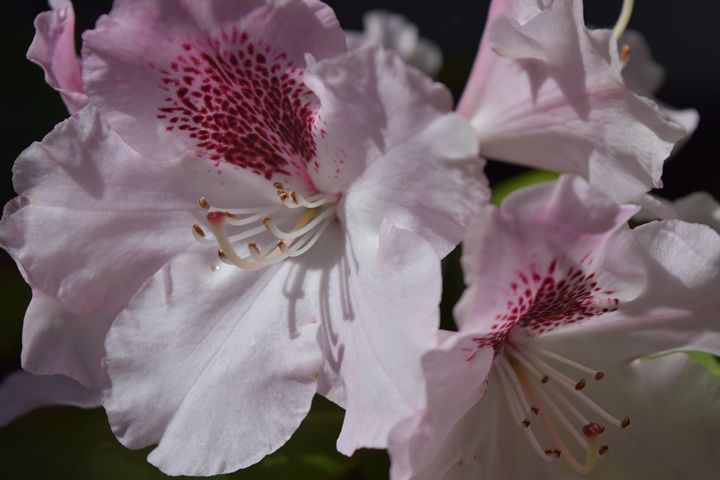 Flower #24 - Ngtimages - Photography, Flowers, Plants, & Trees, Flowers ...