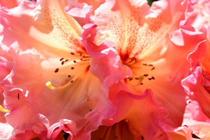 Flower #26 - Ngtimages - Photography, Flowers, Plants, & Trees, Flowers ...