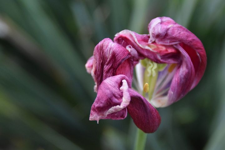 Flower #32 - Ngtimages - Photography, Flowers, Plants, & Trees, Flowers ...