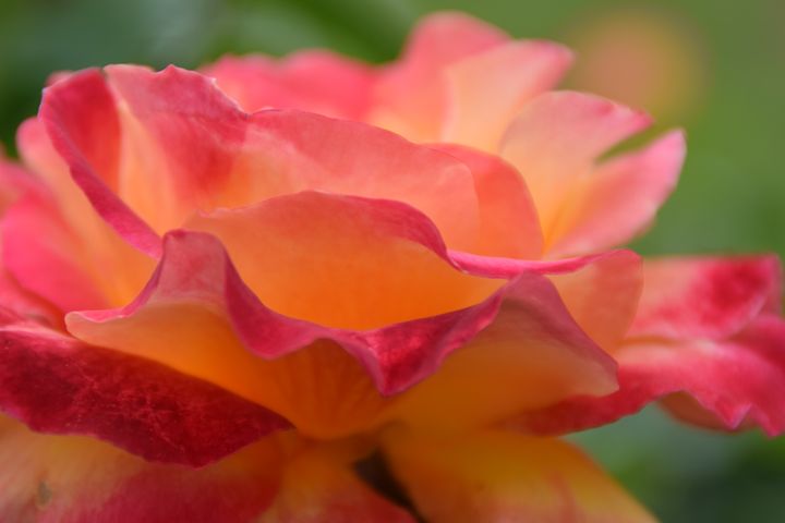 Flower #36 - Ngtimages - Photography, Flowers, Plants, & Trees, Flowers ...