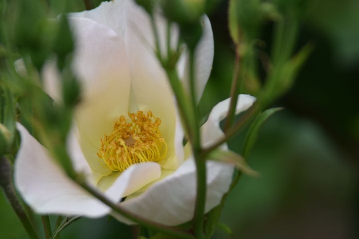 Flower #38 - Ngtimages - Photography, Flowers, Plants, & Trees, Flowers ...