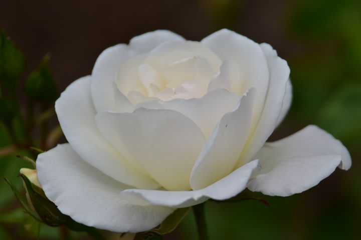 Flower #39 - Ngtimages - Photography, Flowers, Plants, & Trees, Flowers ...